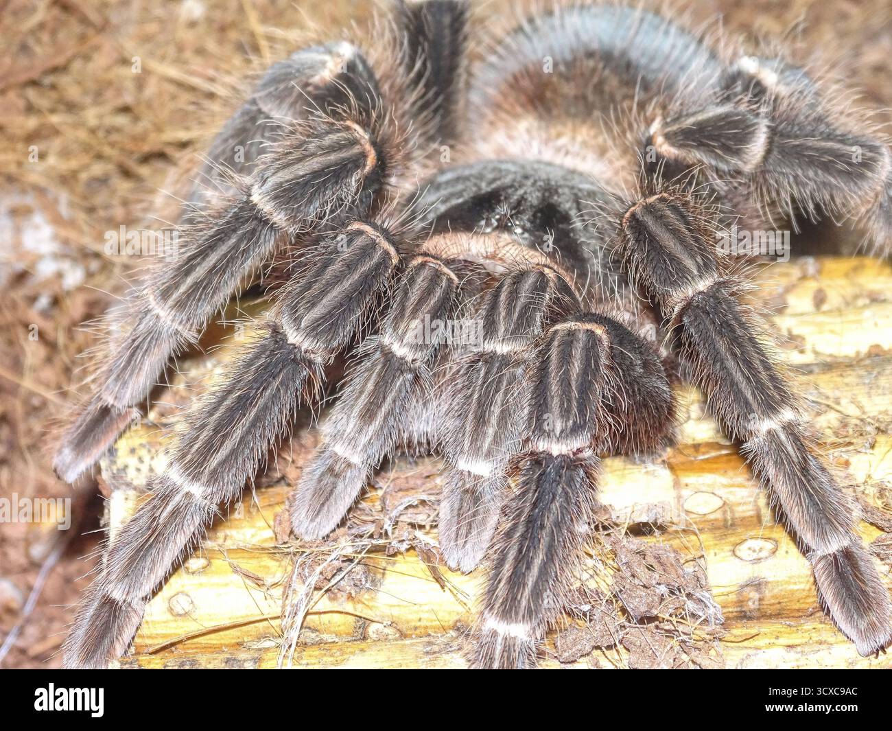 Brazilian Salmon Pink Birdeater Tarantula (Lasiodora parahybana Stock ...