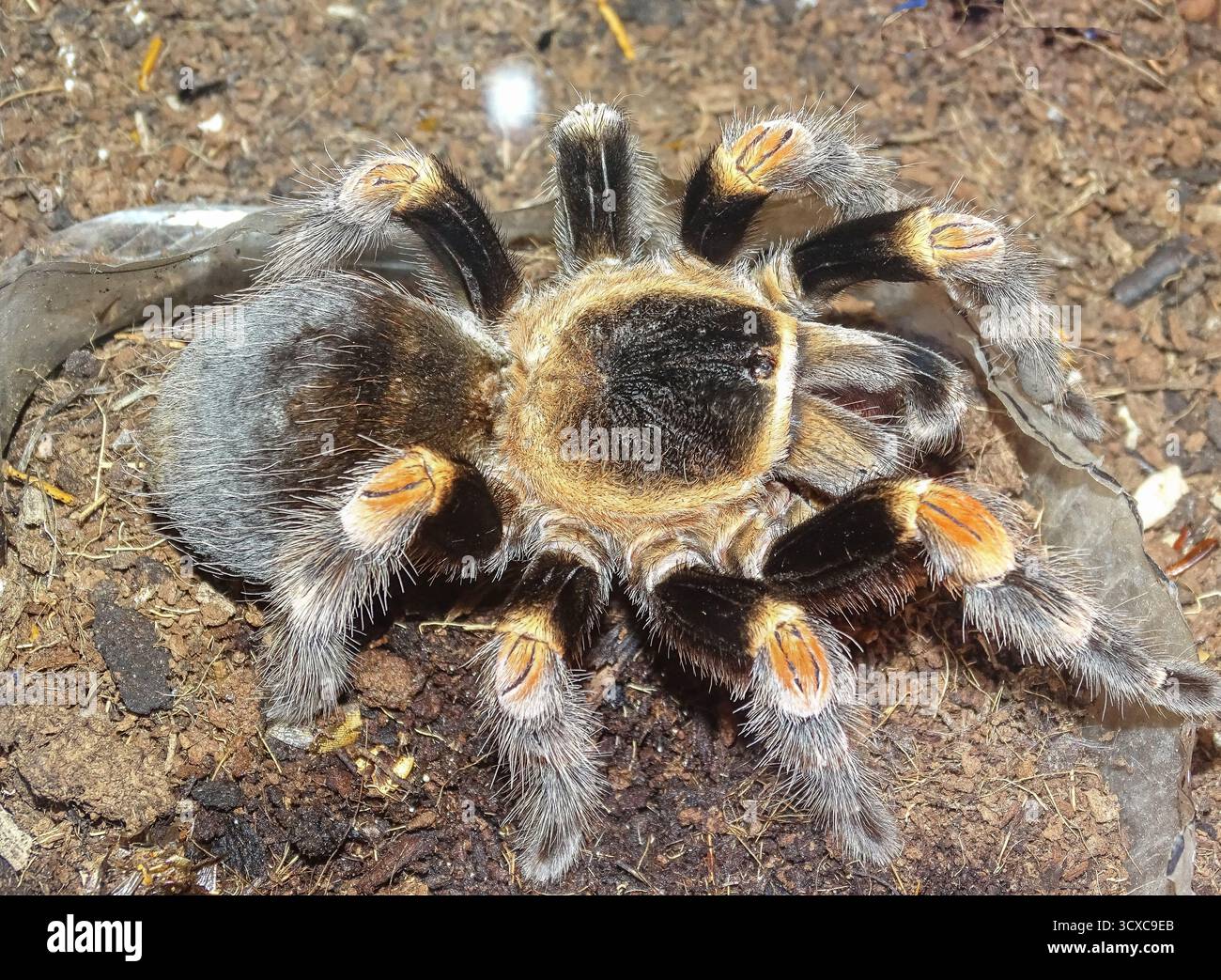 Brachypelma hamorii (Mexican Redknee Tarantula Stock Photo - Alamy