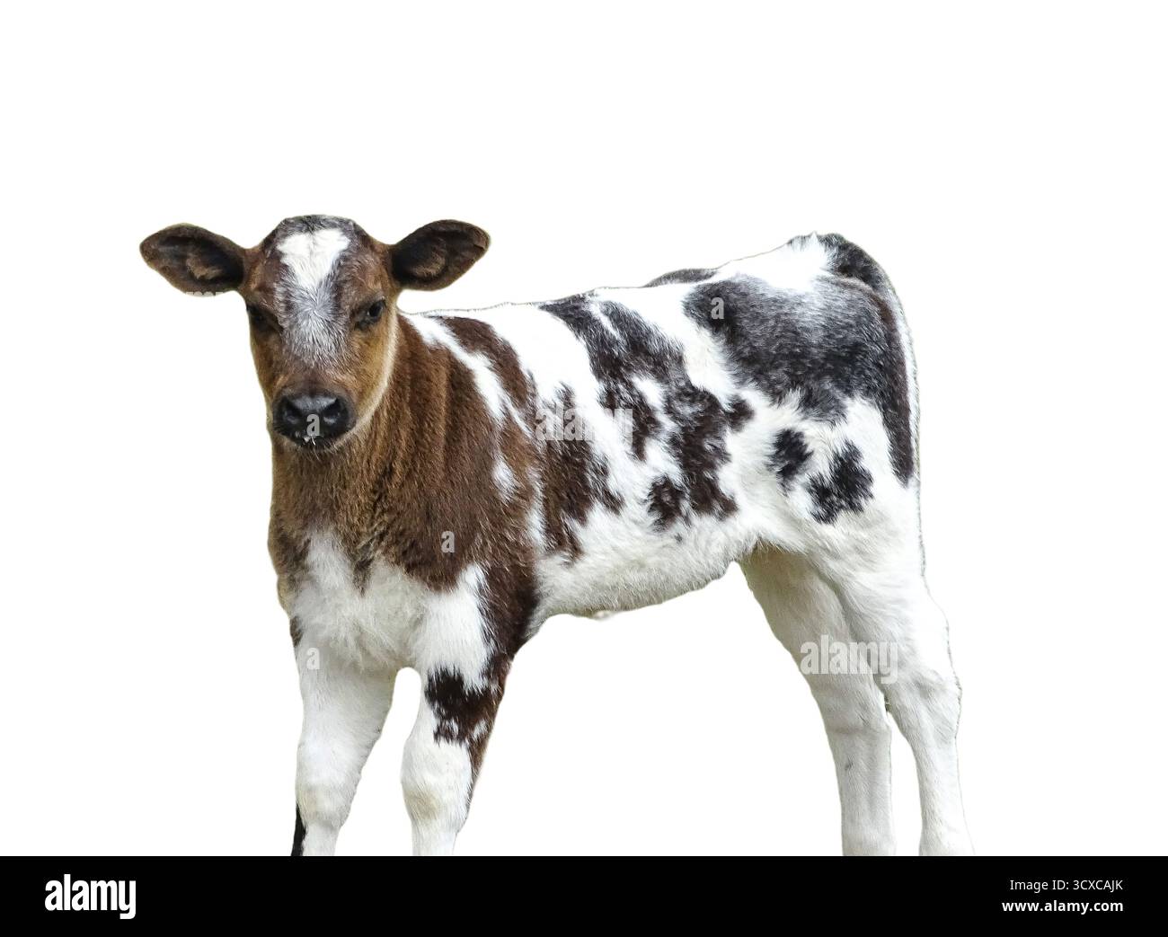 Cow calf isolated on white background Stock Photo - Alamy
