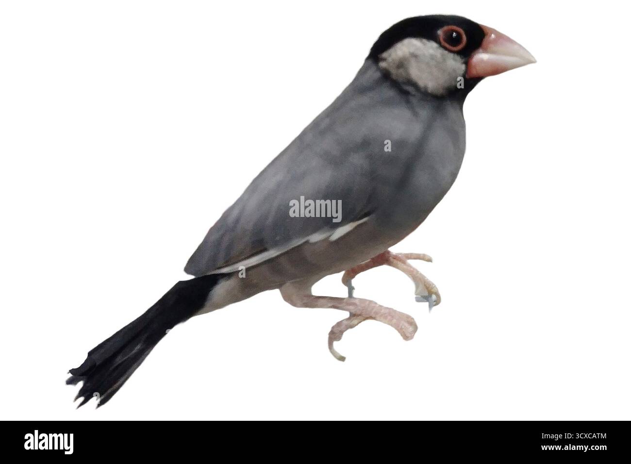 Java sparrow isolated on white background Stock Photo - Alamy
