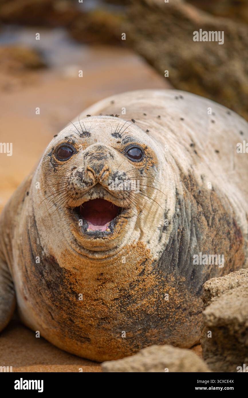 Australian Fur Seal (*Arctocephalus pusillus doriferus*) resting on a ...