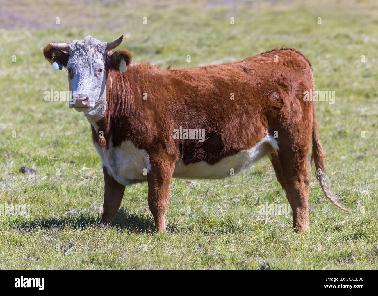 A Suspicious Dark Red with White Face Hereford Bull in Big Sur ...