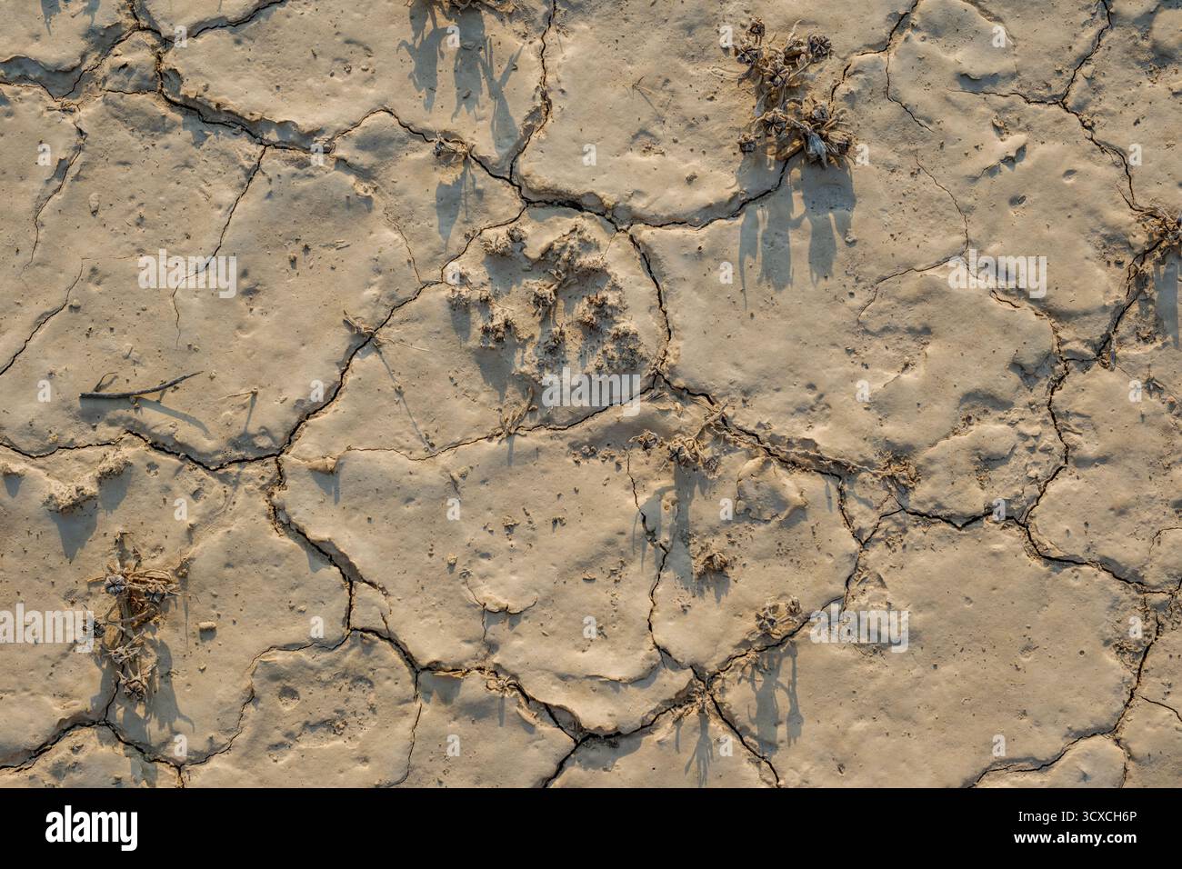 Detailed top-down photo of dry, cracked earth, illustrating the severe ...