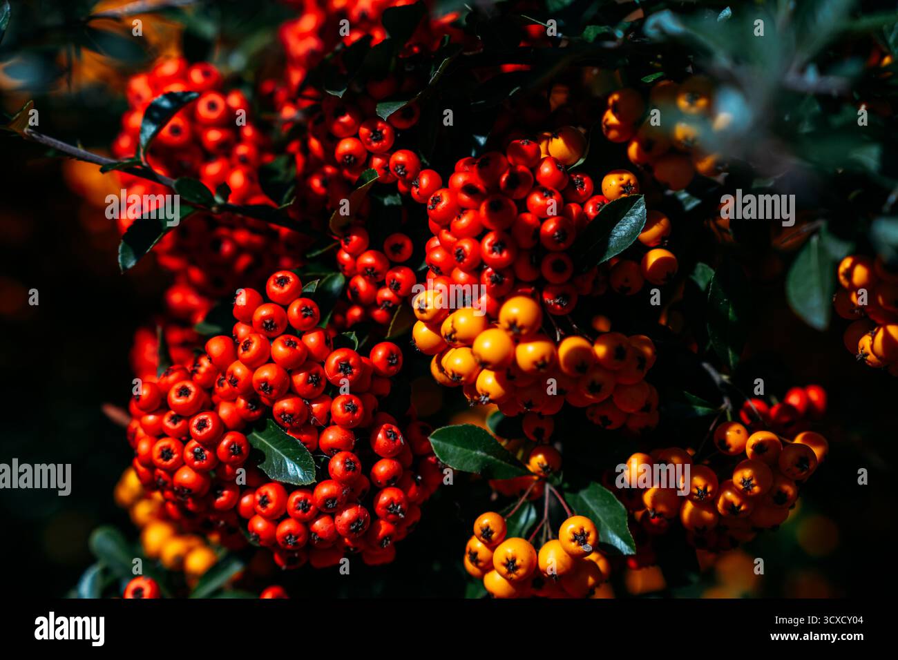 Clusters of red and orange Pyracantha berries fill the frame against ...