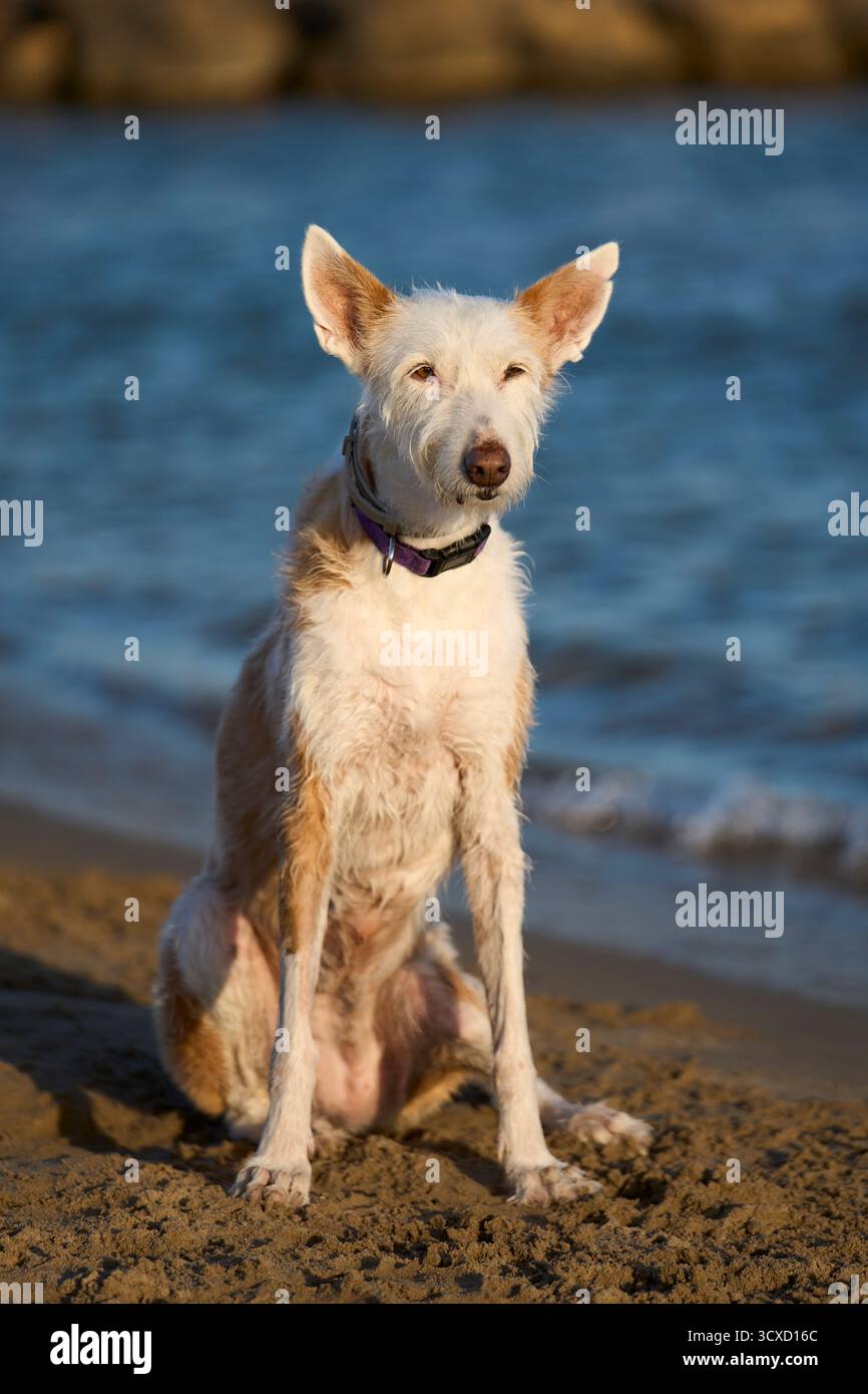 Samyang 35 150mm f2 2 8 af fe hi-res stock photography and images - Alamy