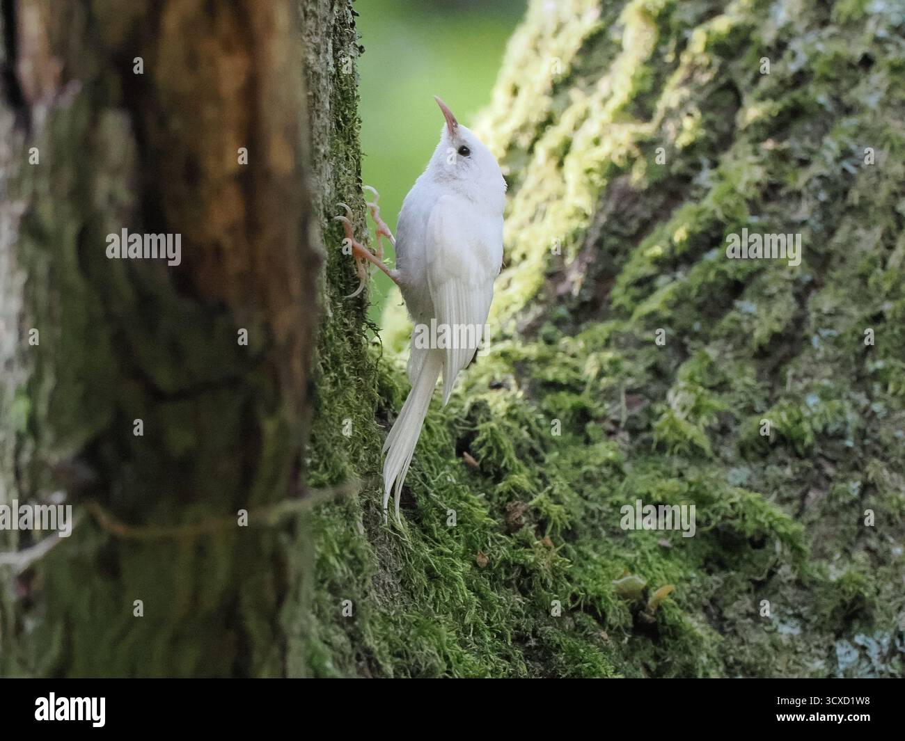Pure white treecreeper hi-res stock photography and images - Alamy