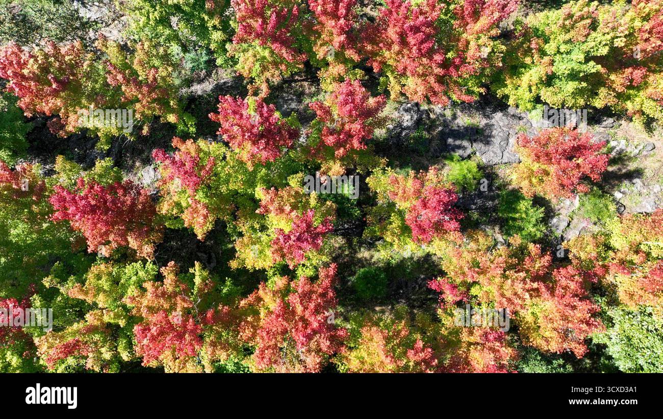 Tourists admire autumn scenery in Youyang County, Chongqing, China, 11 ...