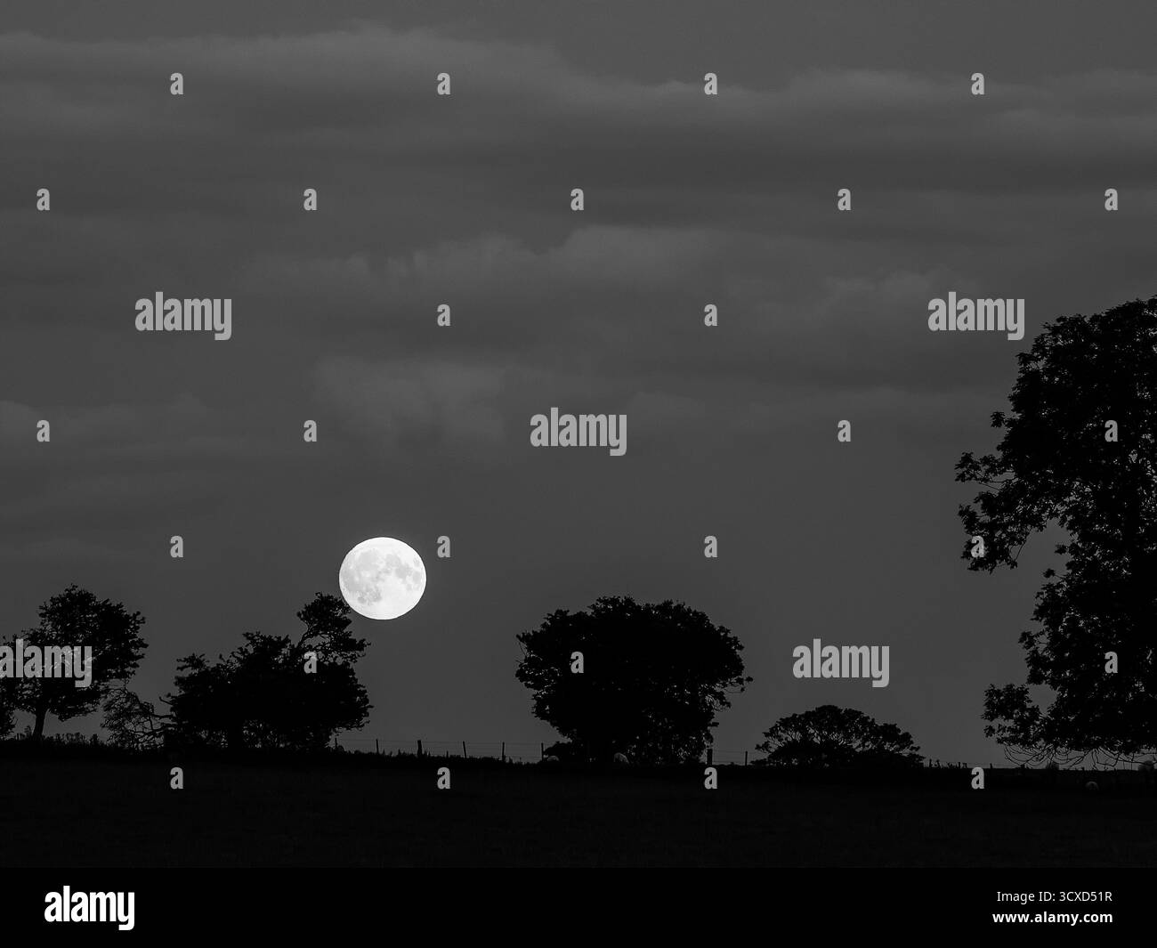 Trees in field night Black and White Stock Photos & Images - Alamy