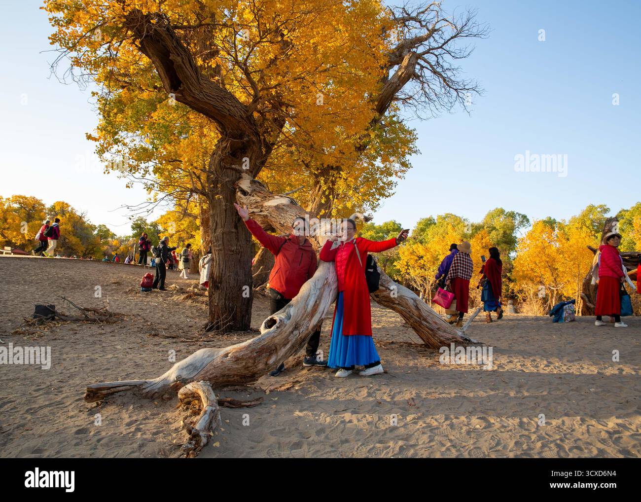 Autumn scenery of the populus euphratica forest in Ejin Banner of Alxa ...