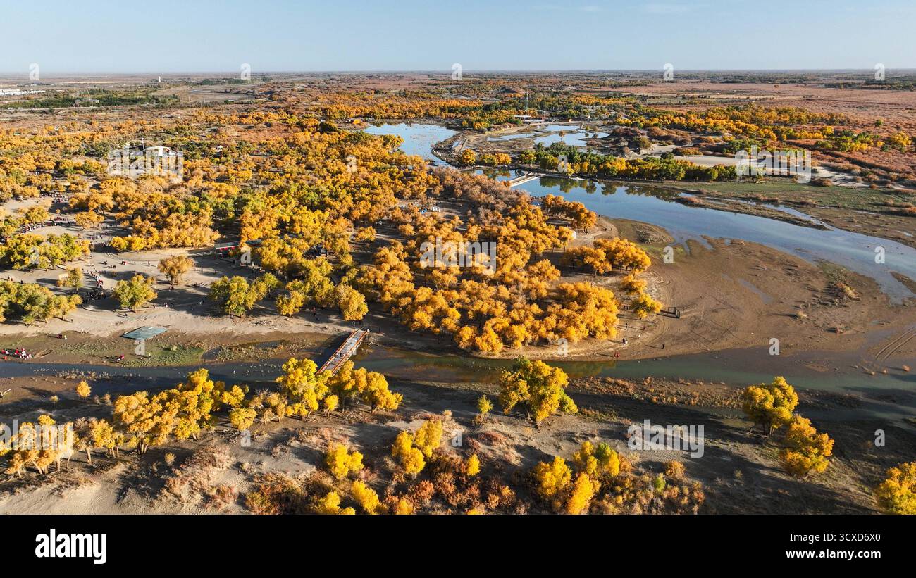 Autumn scenery of the populus euphratica forest in Ejin Banner of Alxa ...