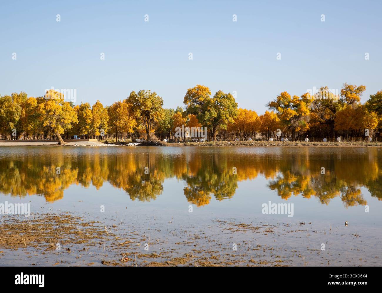 Autumn scenery of the populus euphratica forest in Ejin Banner of Alxa ...