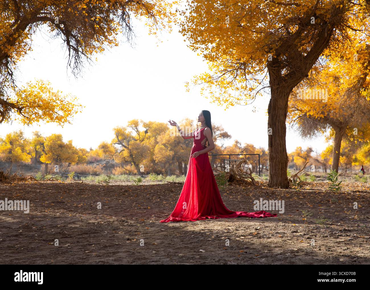 Autumn scenery of the populus euphratica forest in Ejin Banner of Alxa ...