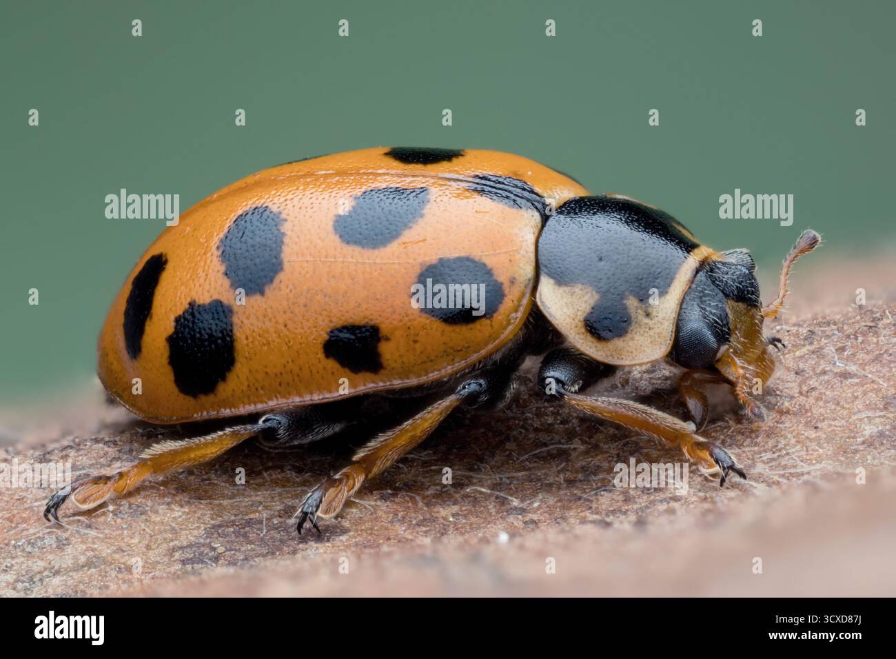 13 spot ladybird hi-res stock photography and images - Alamy