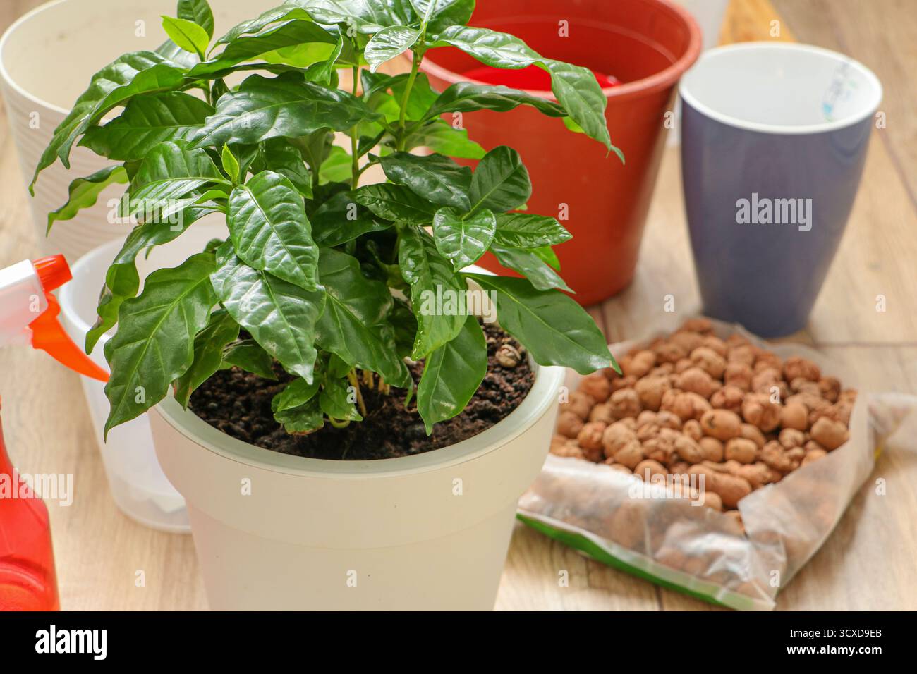Arabica coffee plant sprouts. concept repotting home coffee tree ...