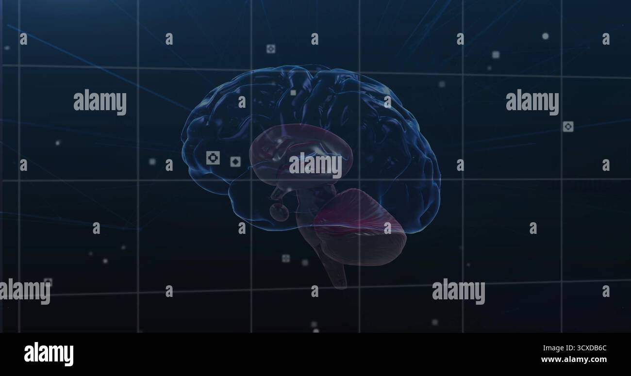 Brainstem highlighted in human brain hi-res stock photography and ...