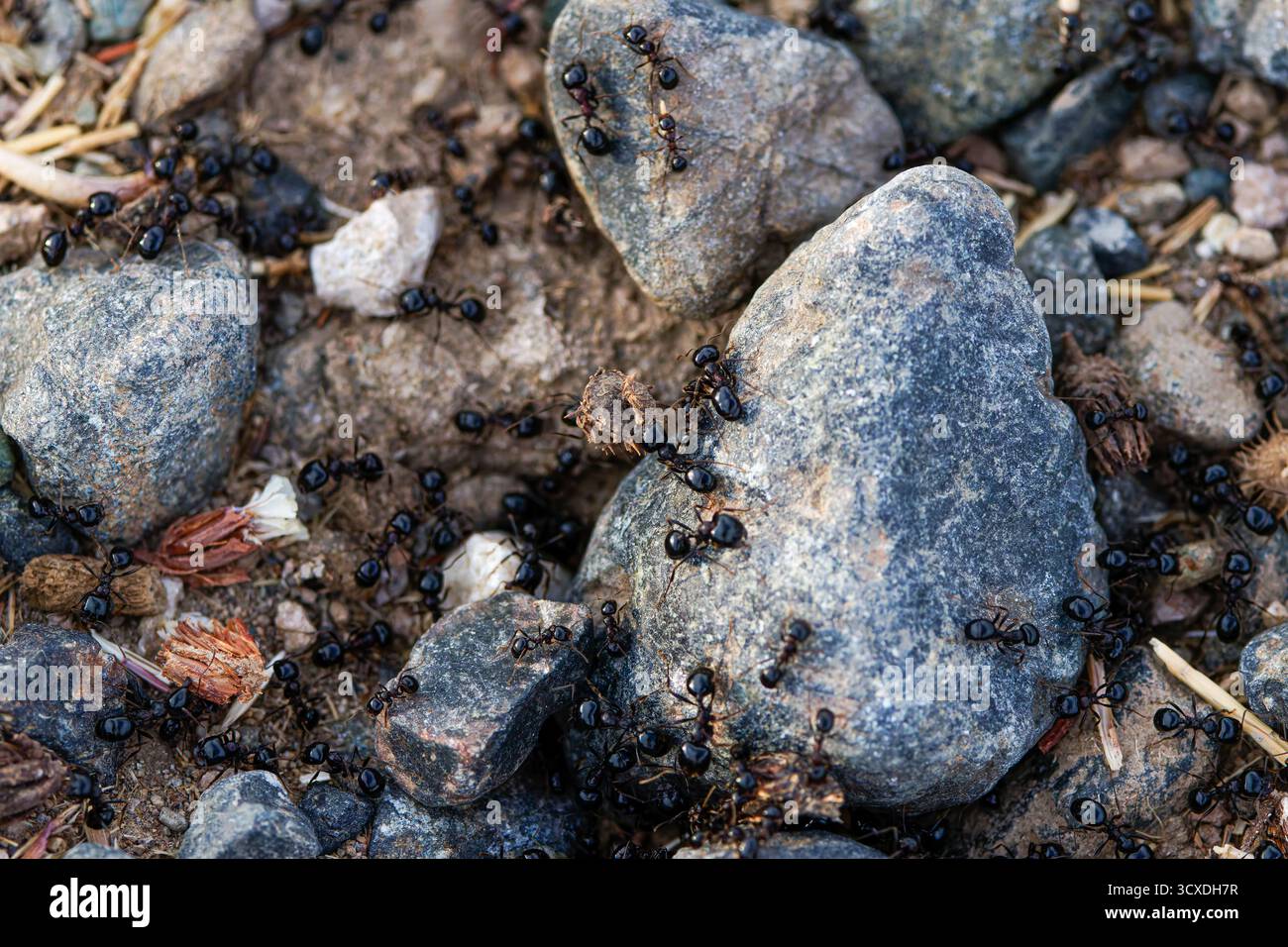 Close up on ants hi-res stock photography and images - Alamy