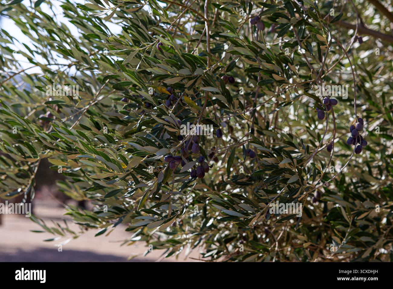 Close-up of an olive tree with ripe olives on branches Stock Photo - Alamy