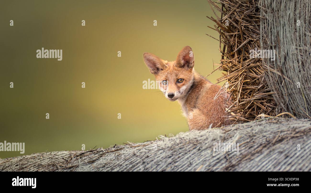 Red fox Vulpes vulpes a baby on a straw bale is looking for its mother ...