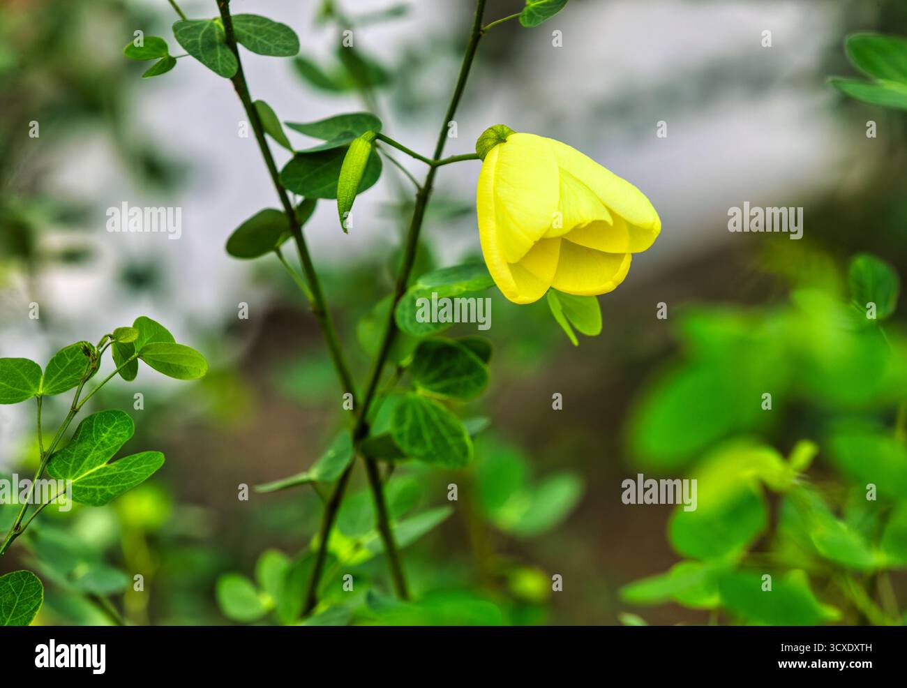 Bauhinia Tomentosa. Yellow Bell Orchid Tree is a small shrubby tree ...