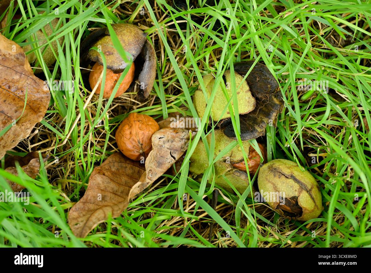 Nuts fallen on the grassy ground, with or without the blackening husk ...