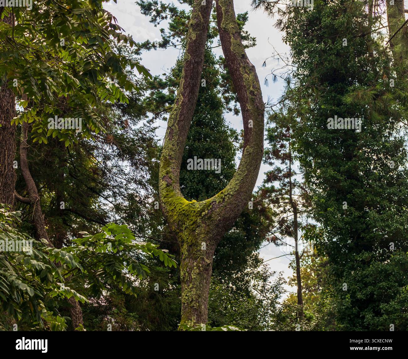 Shot of the strange, tall tree in the park Stock Photo - Alamy