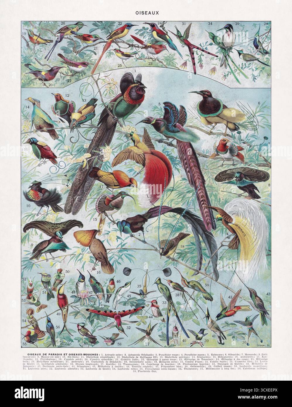 Half tone color illustration about birds by Adolphe Philippe Millot ...