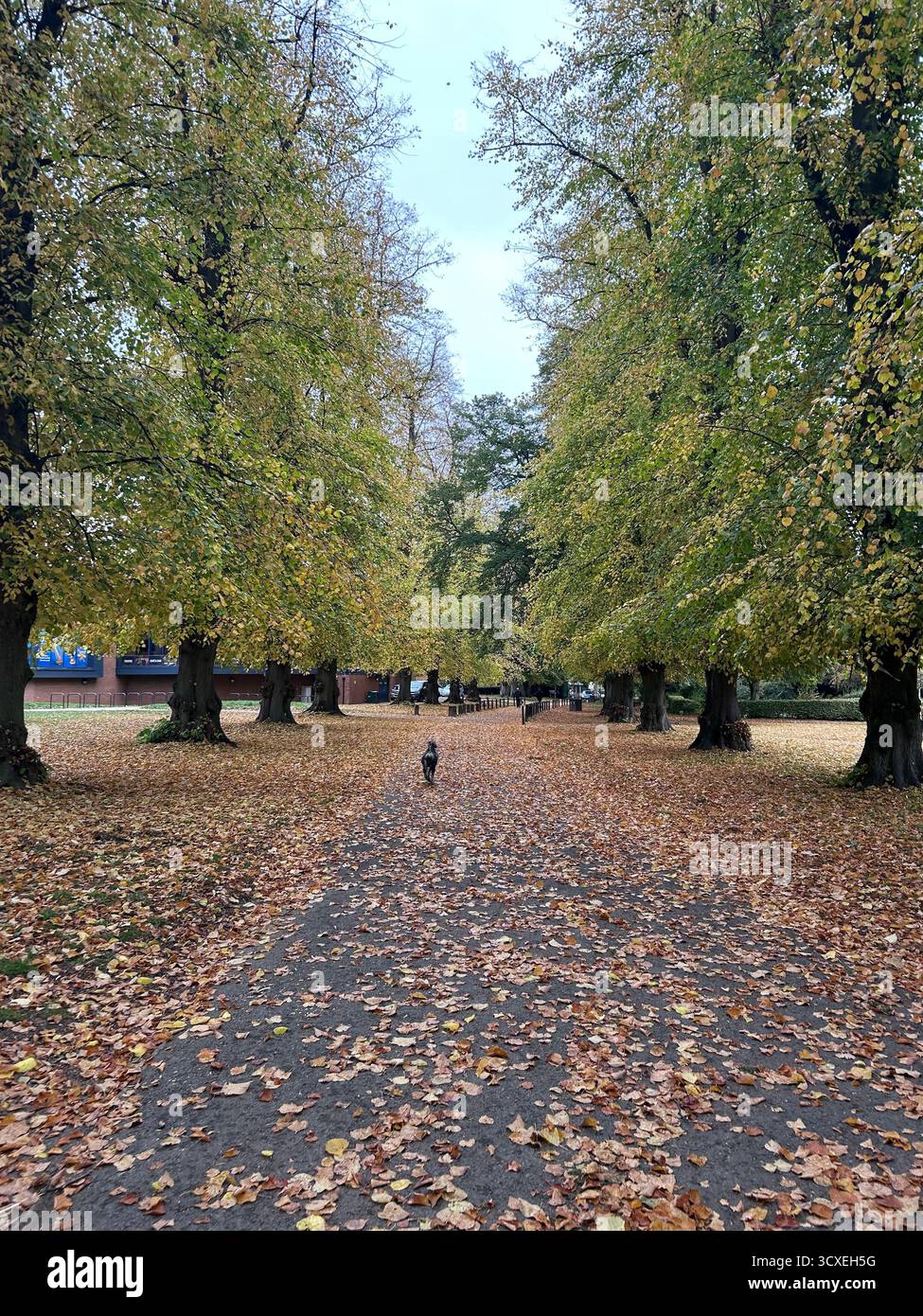 Autumn trees in Rothamsted Park, Harpenden Stock Photo - Alamy