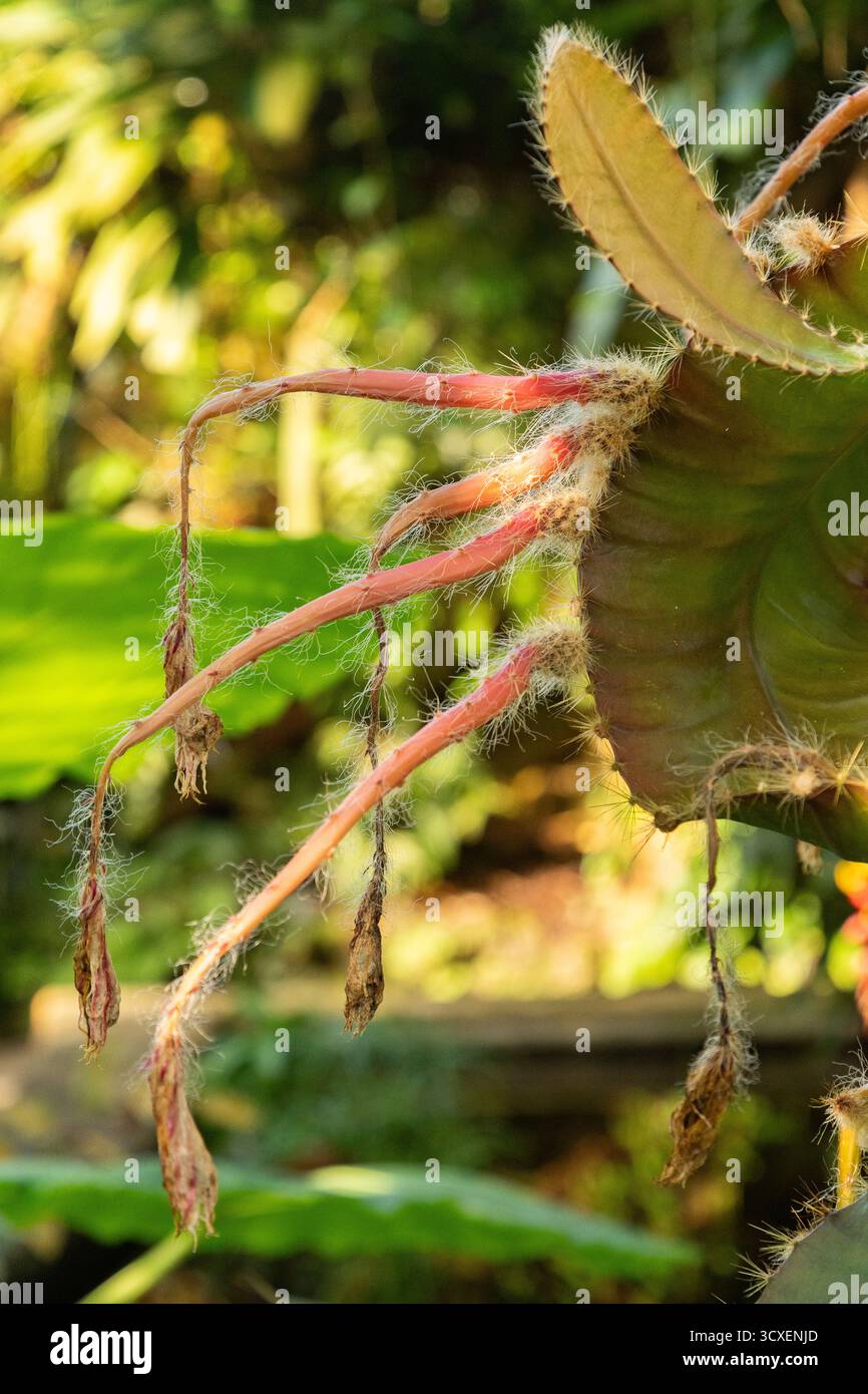 Zurich, Switzerland, March 4, 2025 Strophocactus Wittii or amazon moon ...