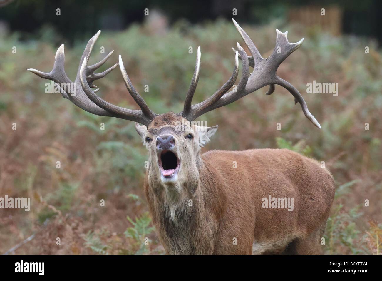 Bushy park, London, UK.14th Oct 2025. The Red deer rut continues today ...
