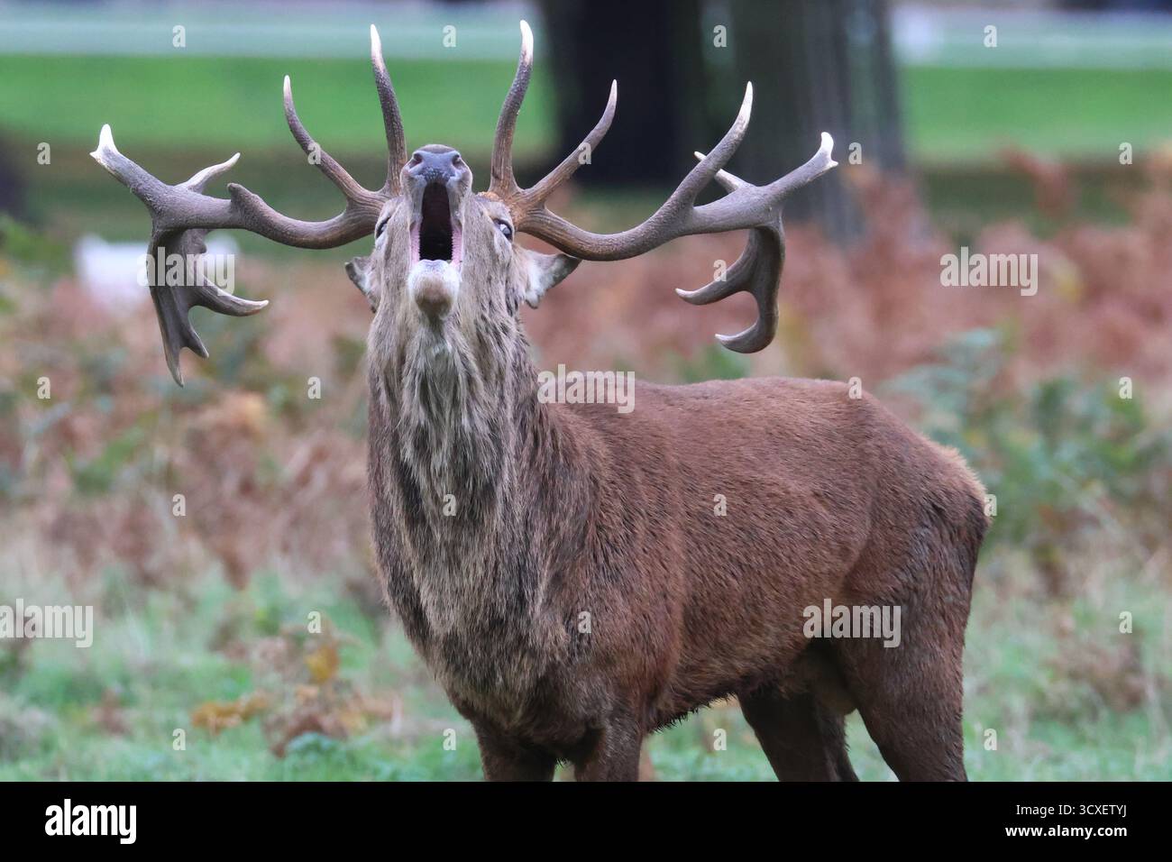 Bushy park, London, UK.14th Oct 2025. The Red deer rut continues today ...