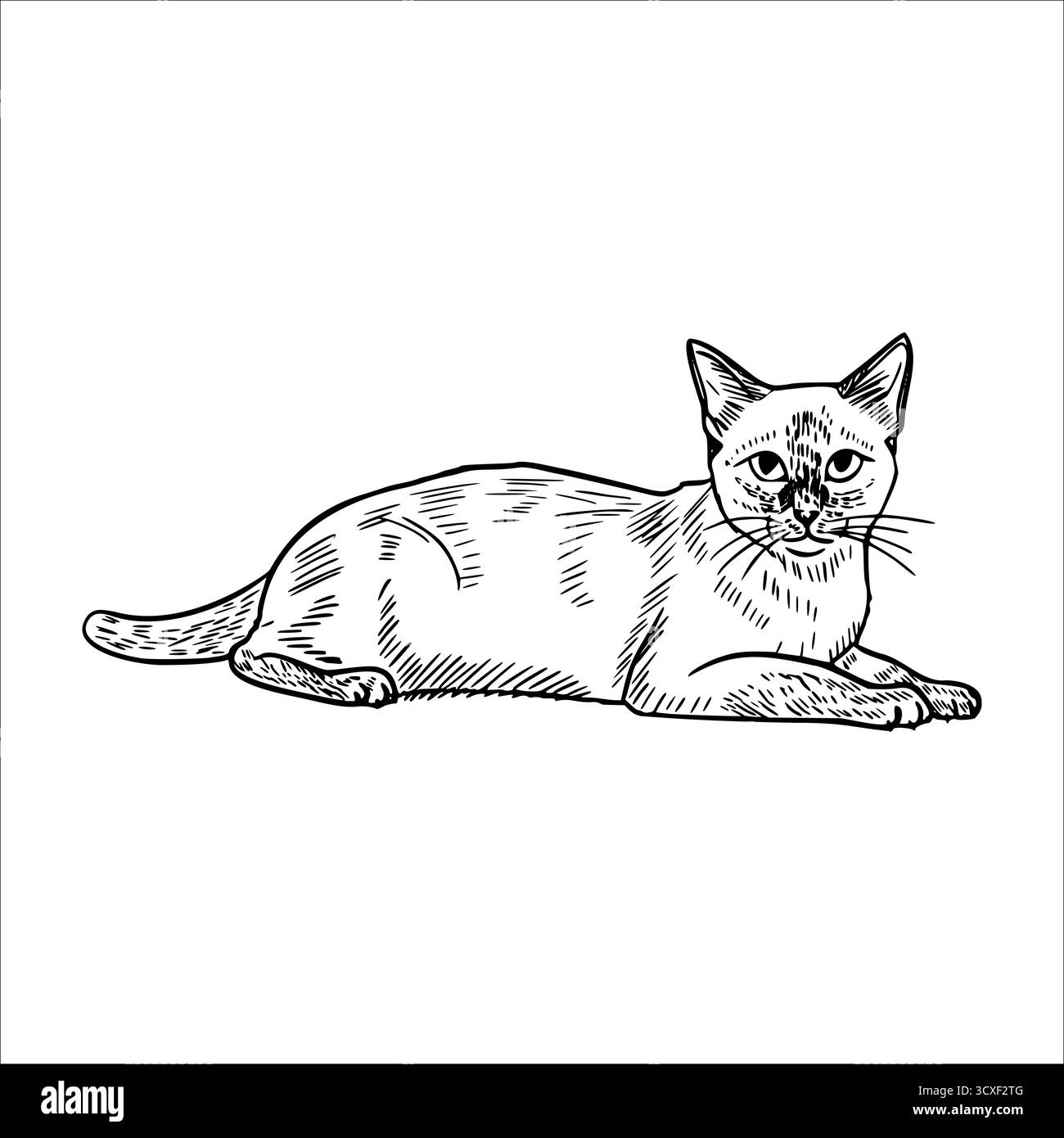 A sketch of a Siamese cat lying down. The cat has a light cream-colored ...
