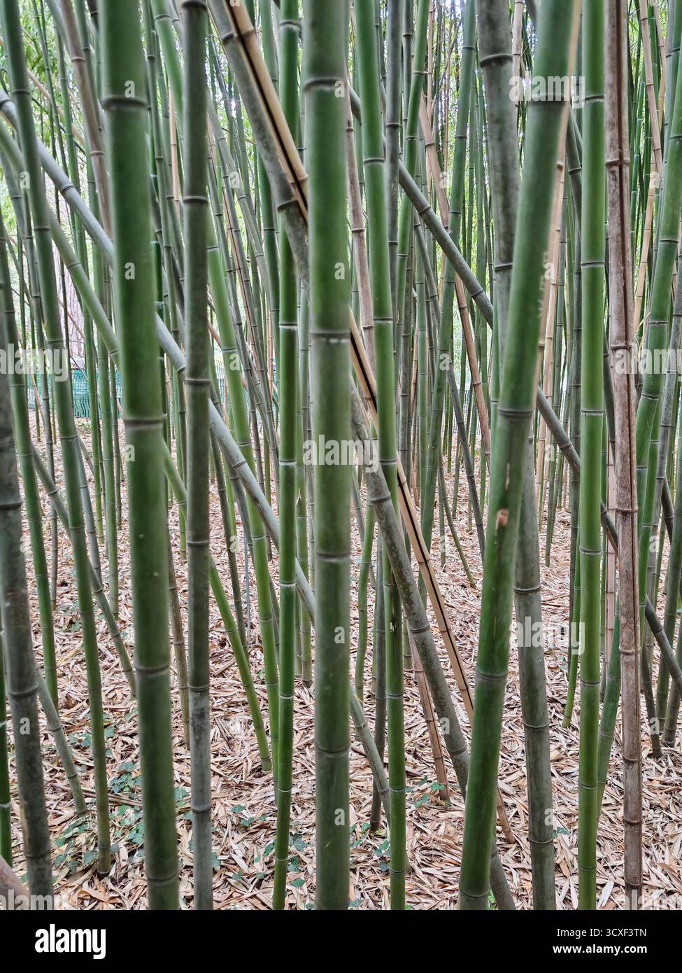 bamboo plants, evergreen perennial flowering plants of the grass family ...