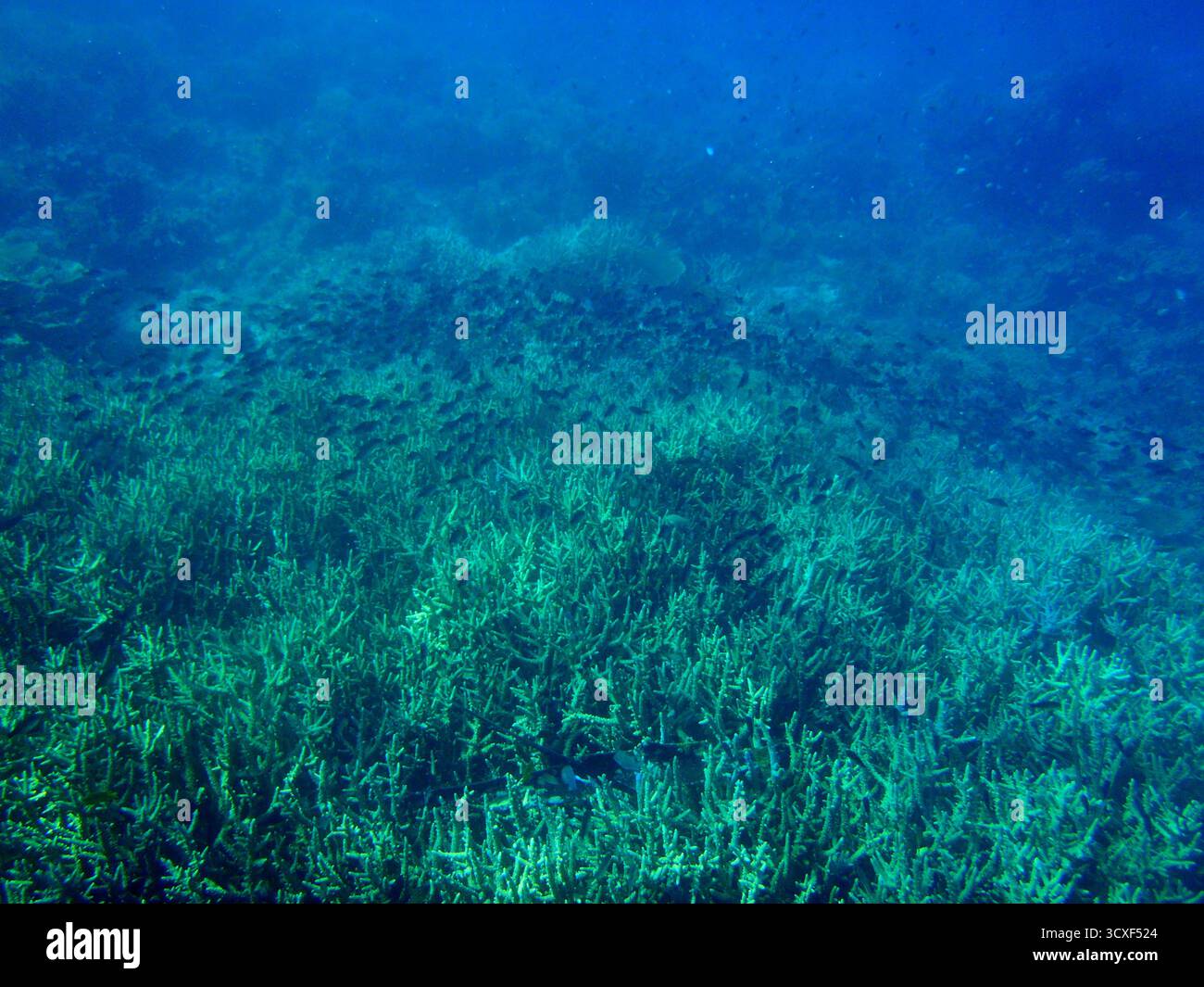 Coral reefs on shallow hi-res stock photography and images - Alamy