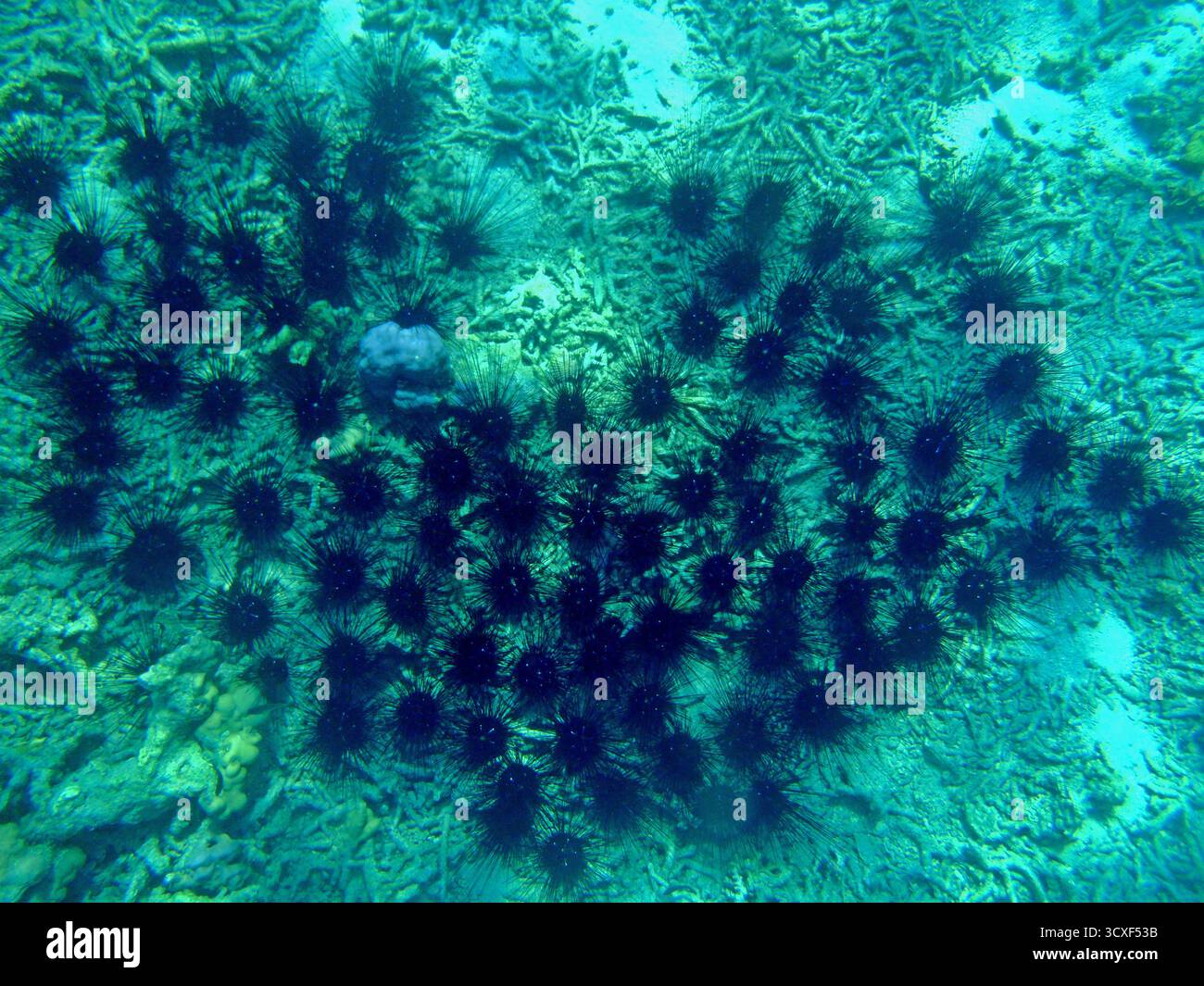 sea urchins that gather below the surface of shallow sea water Stock ...