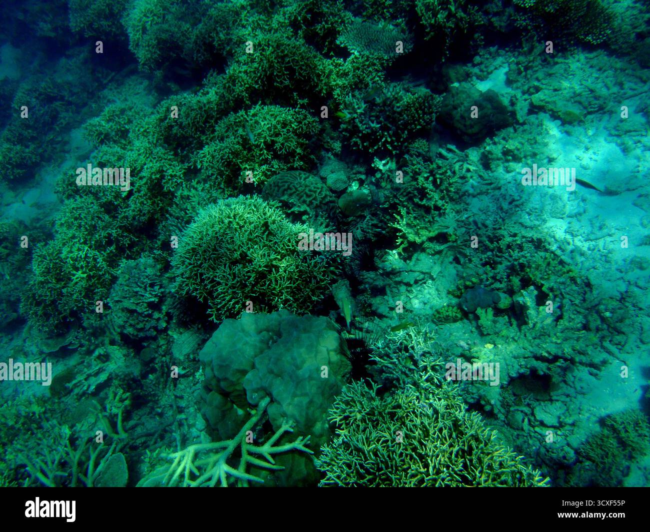 Coral reefs on bottom hi-res stock photography and images - Alamy