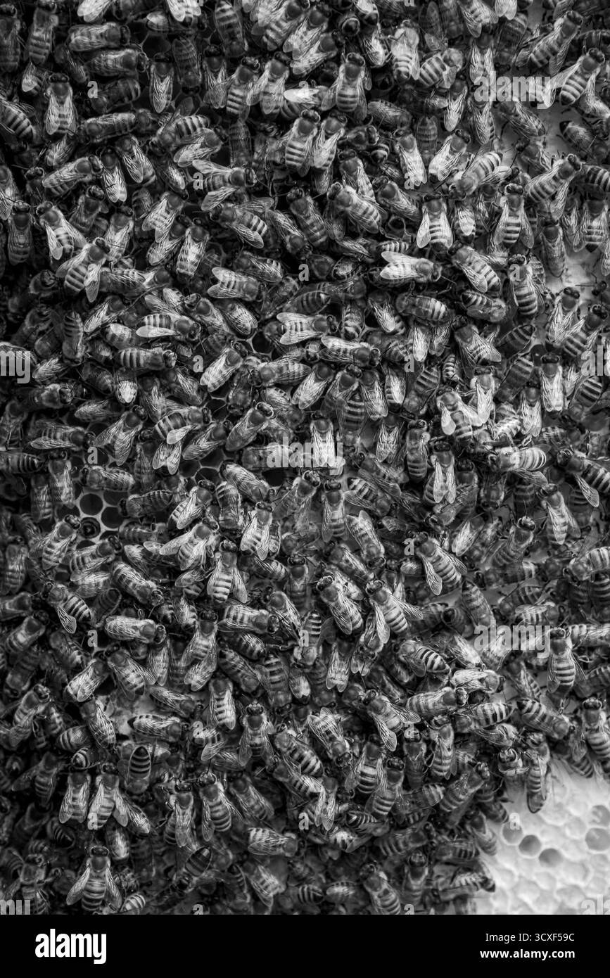 Insect farm food Black and White Stock Photos & Images - Alamy