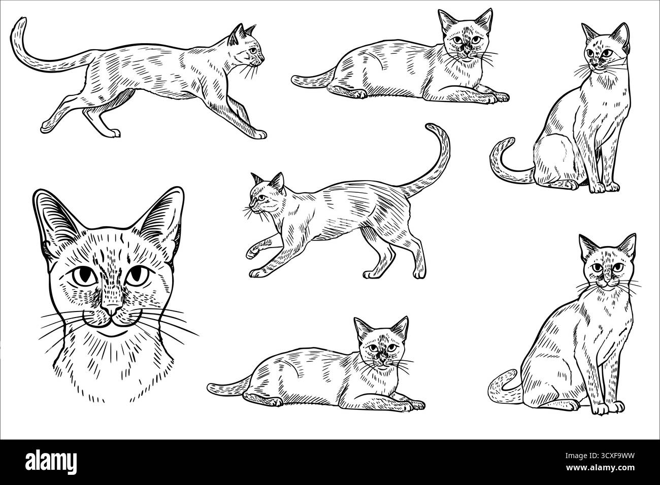 Black and white feline sketches hi-res stock photography and images - Alamy