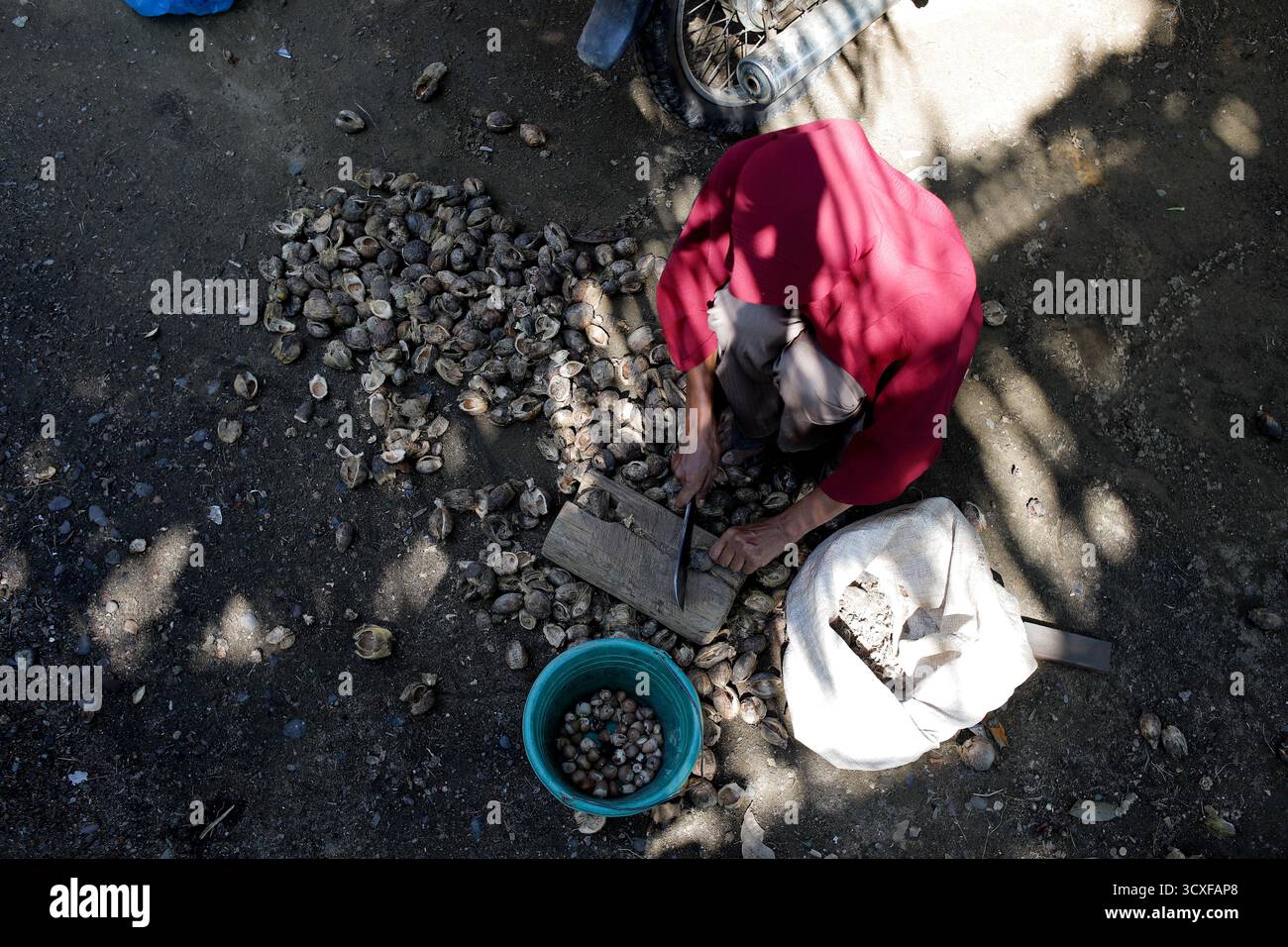 Areca Nut Farmers Peeling Areca Nuts Stock Photo - Alamy