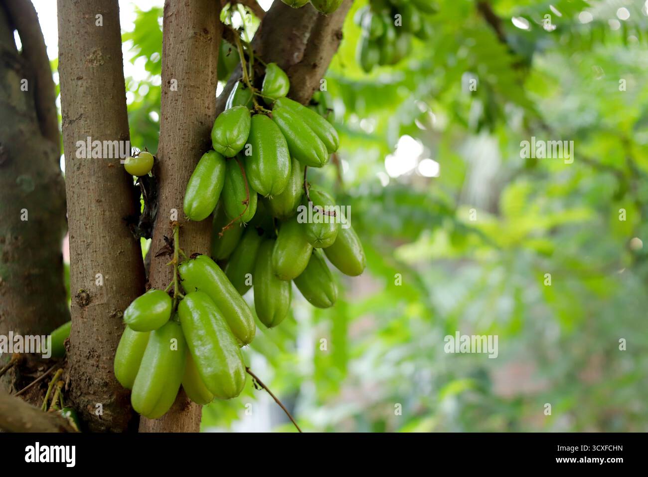 Averrhoa bilimbi, commonly known as bilimbi, cucumber tree, or tree ...