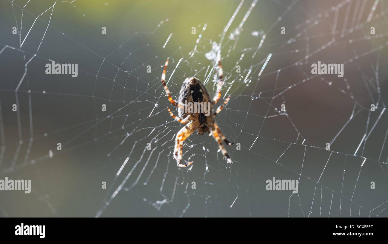 Forest spider in center hi-res stock photography and images - Alamy