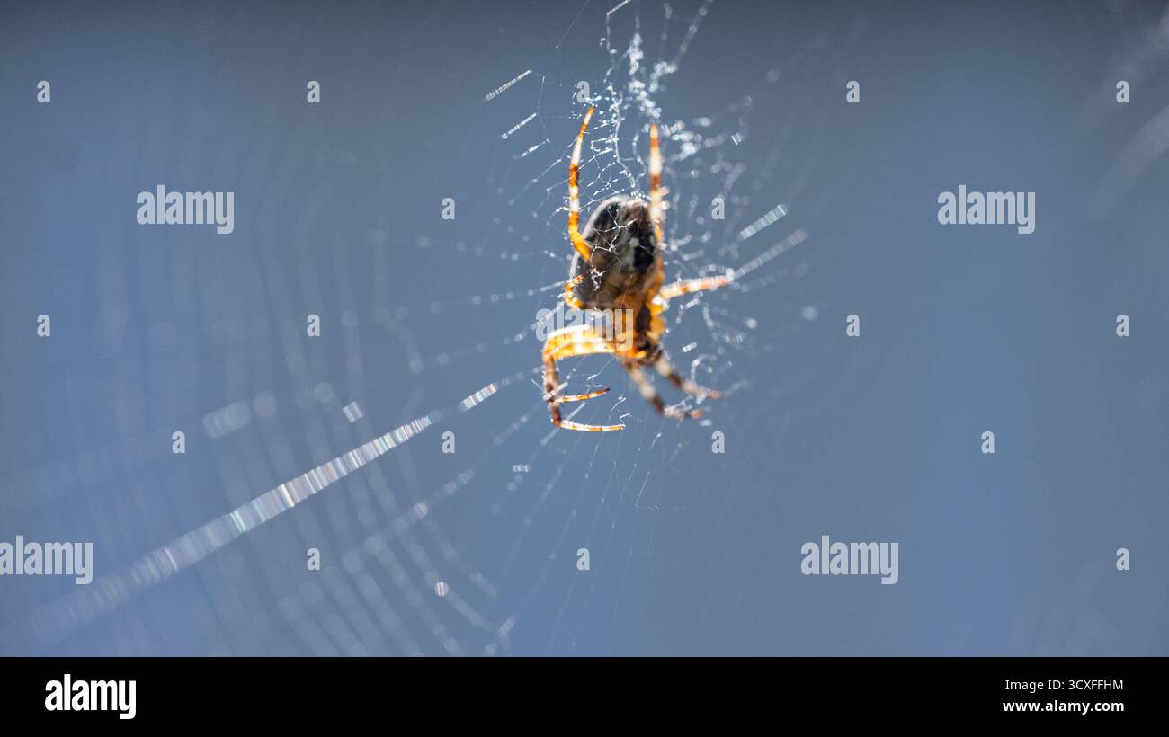 Forest spider weaves web hi-res stock photography and images - Alamy