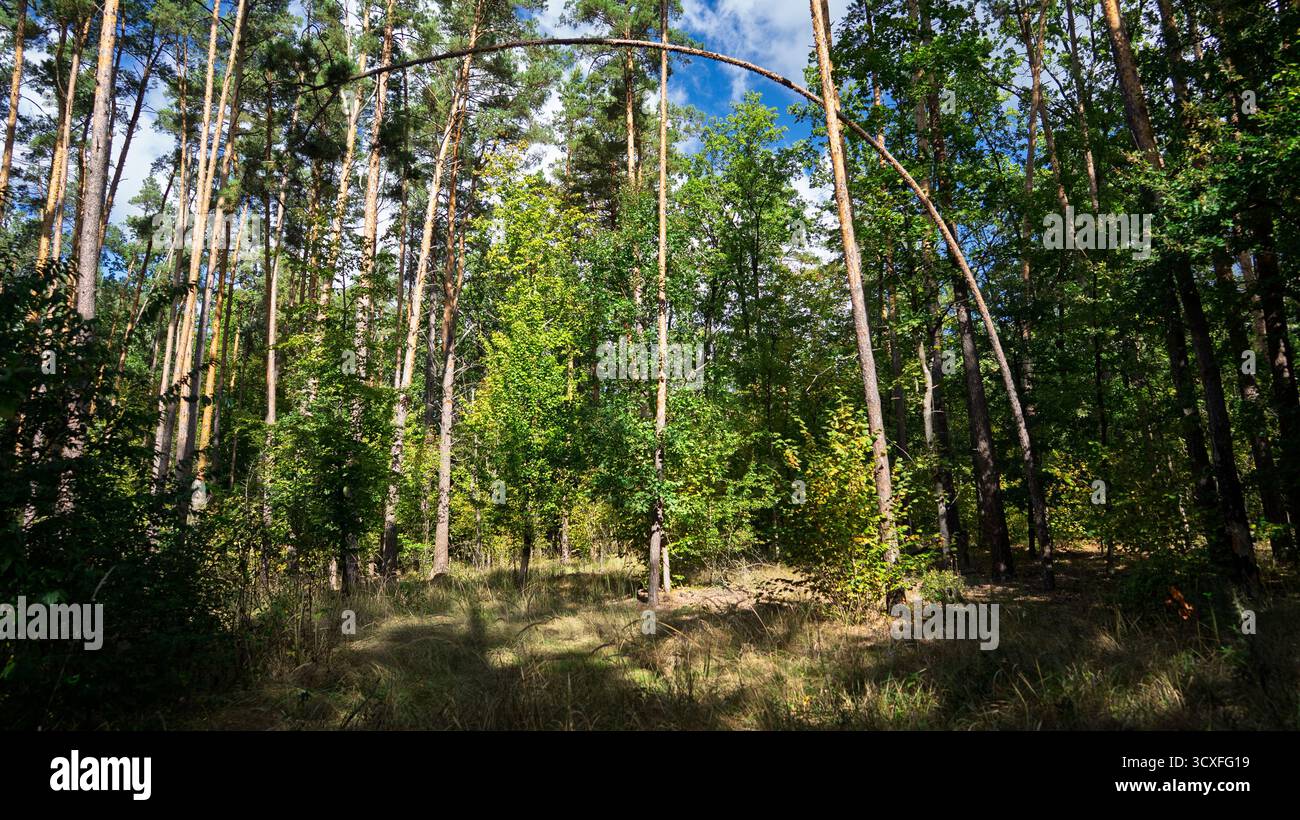 A very tall pine tree took the shape of an arch by bending its trunk ...