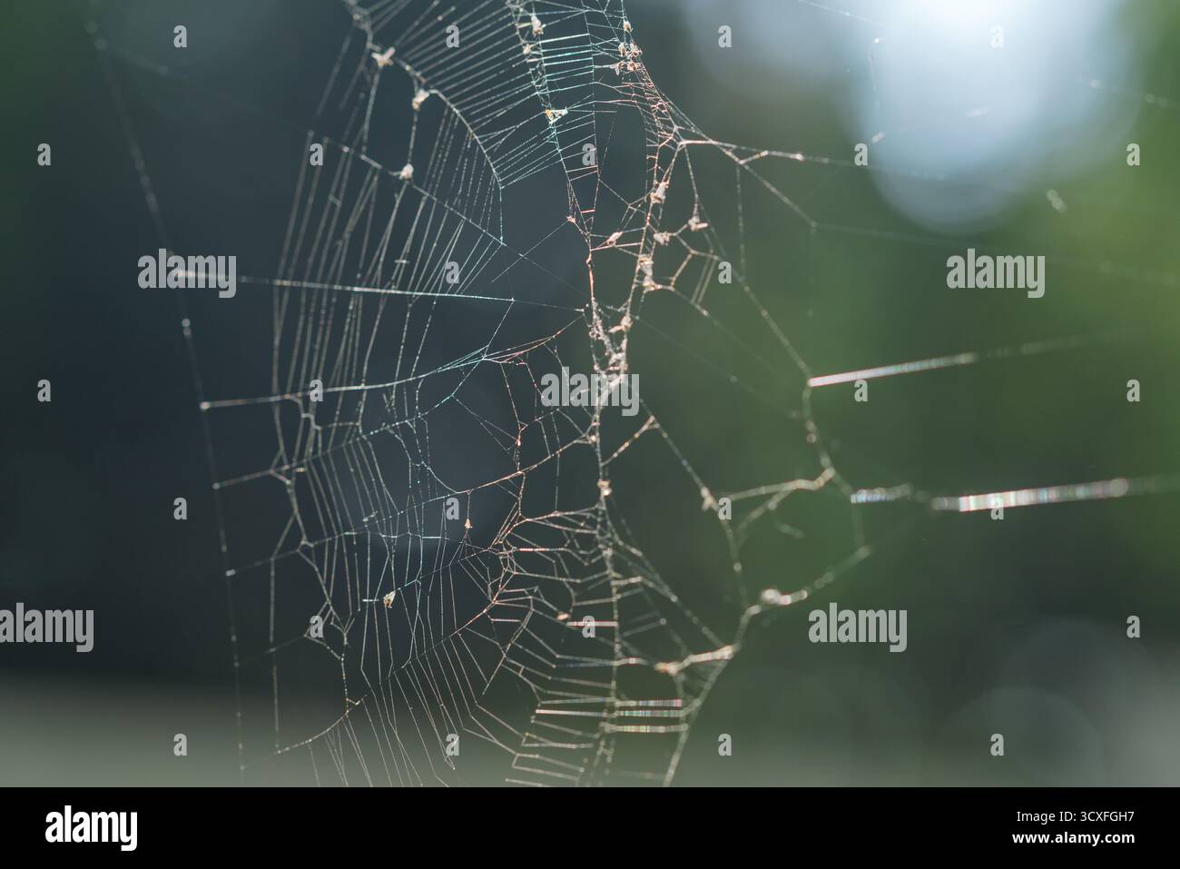 A torn web of a forest spider with insects stuck in it Stock Photo - Alamy