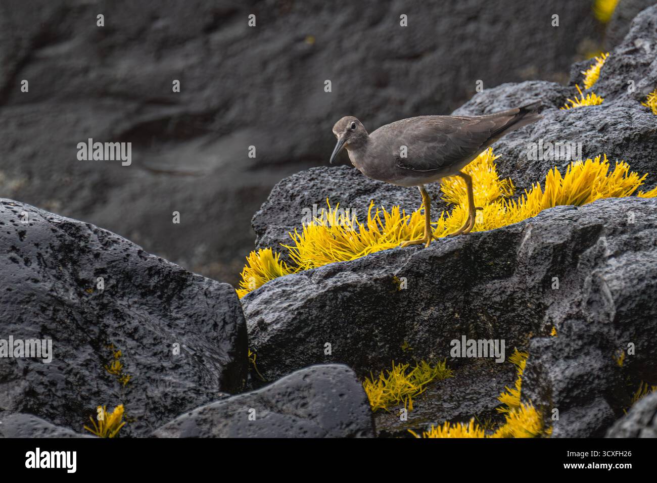 Wandering Tattler (Tringa incana) on Big Island, HI Stock Photo - Alamy