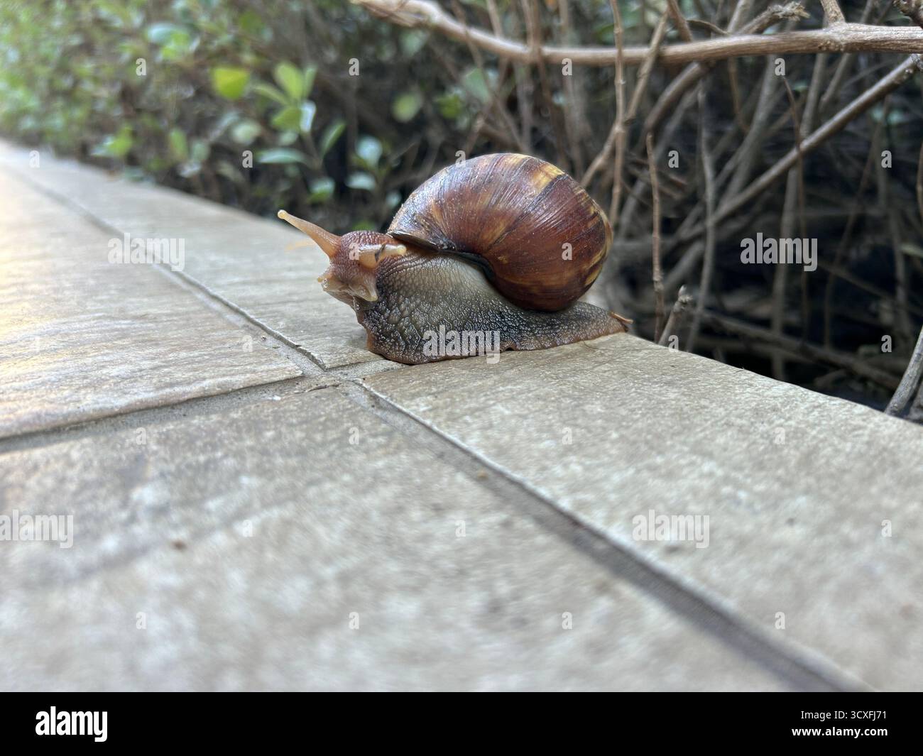 An invasive Giant African Snail starts to cross a patio on the island ...