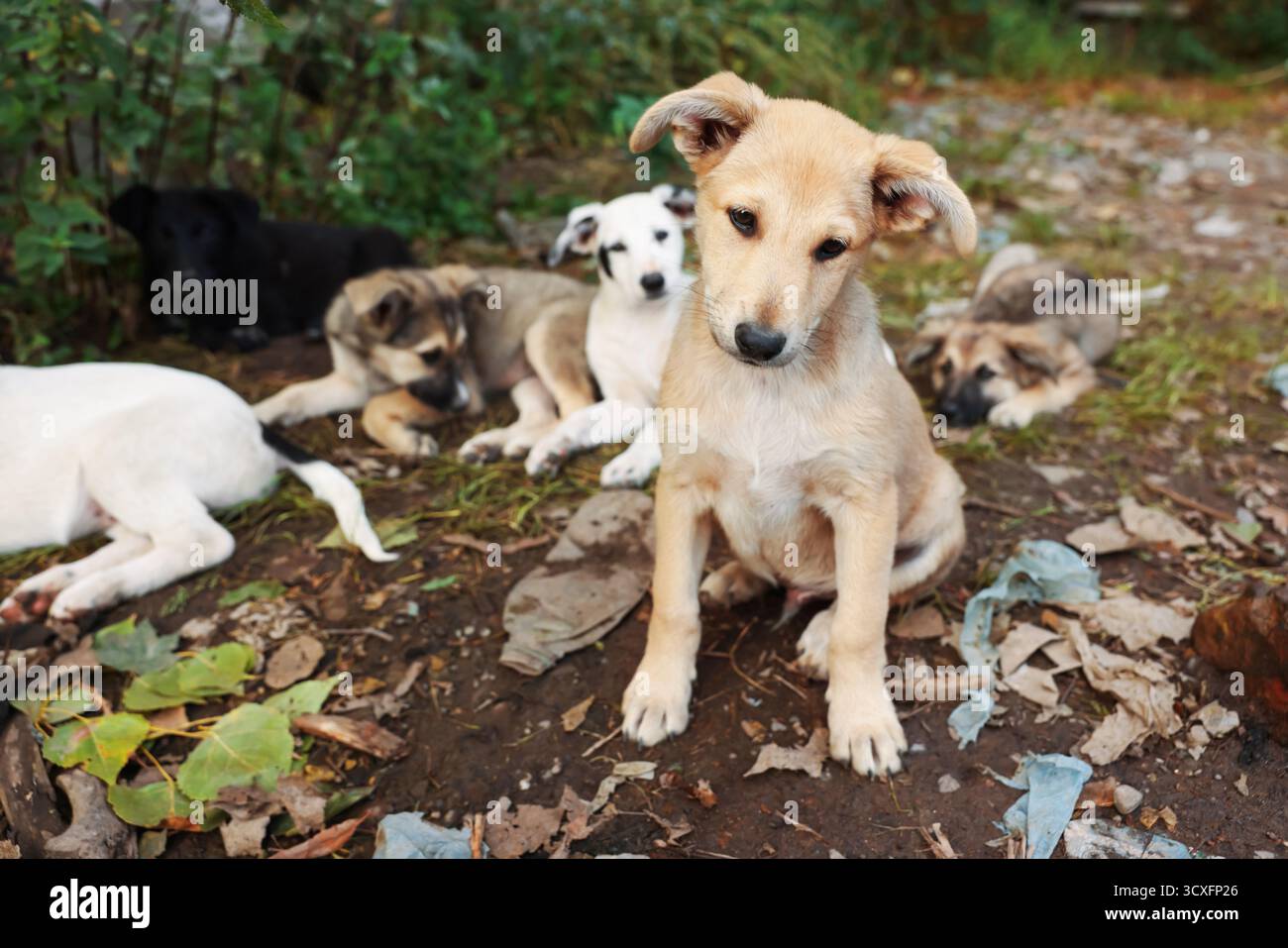 Many different cute stray dogs hi-res stock photography and images - Alamy