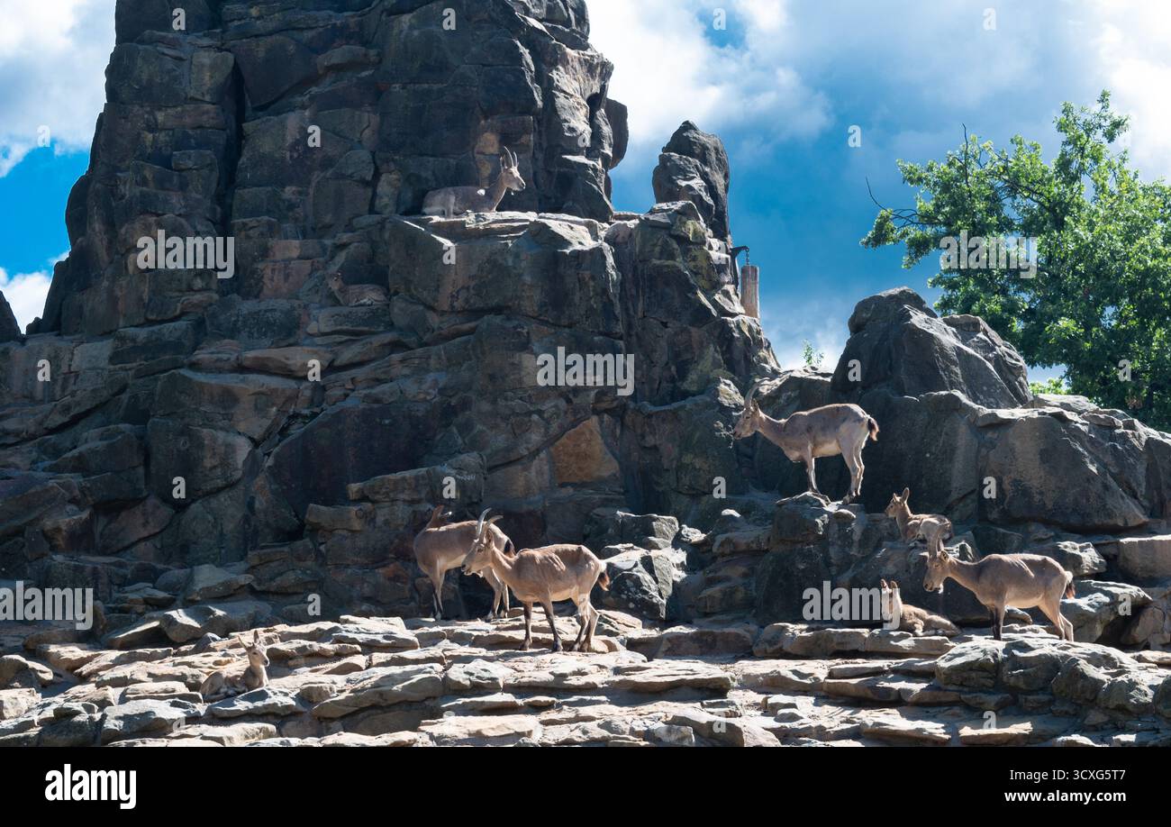 wild goats climb the rocks.berlin zoo Stock Photo - Alamy