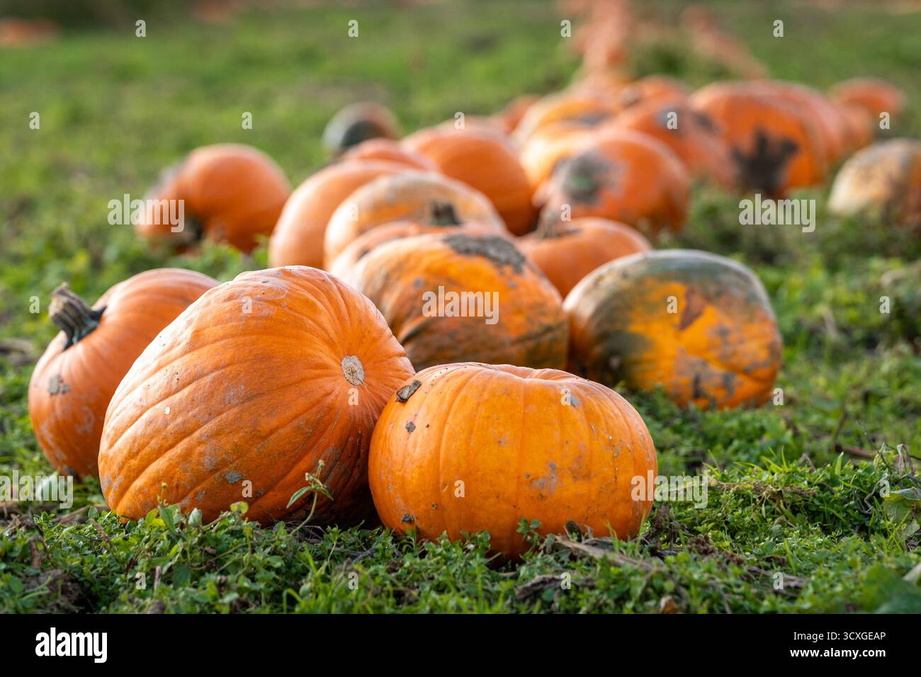 Bavaria, Germany - October 14, 2025: Ripe pumpkins lie in an ...