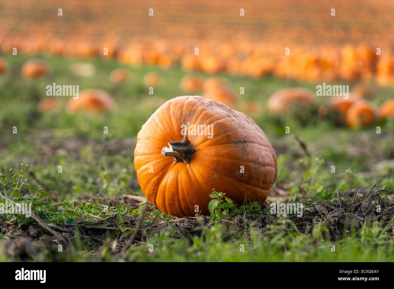 Bavaria, Germany - October 14, 2025: Ripe pumpkins lie in an ...