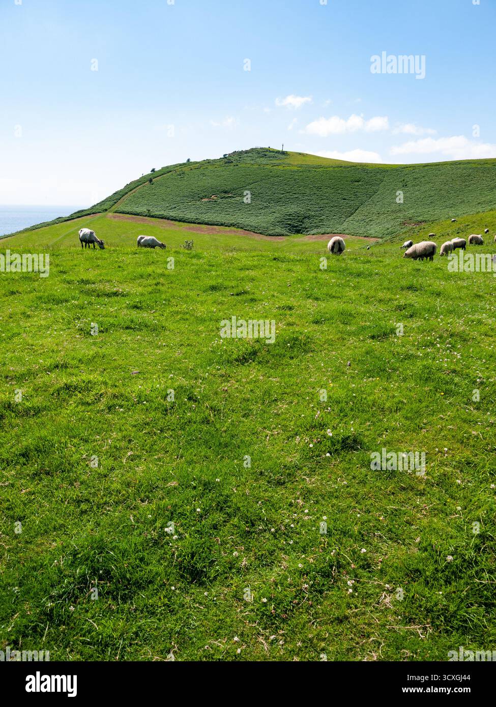 Lush green hillside rural hi-res stock photography and images - Alamy